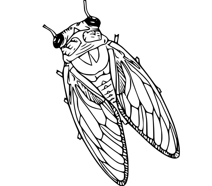 Dibuja una linda Cigarra para colorear, imprimir e dibujar – ColoringLib Dibuja una linda Cigarra para colorear, imprimir e dibujar – ColoringLib